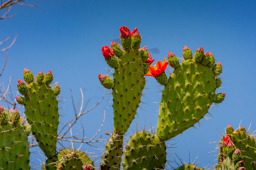 Benefits of the multifaceted nopal – Santo Remedio