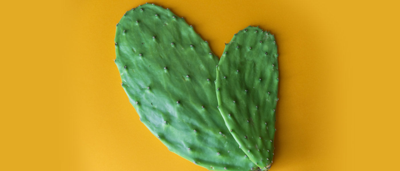 Nopal: El gran aliado de la naturaleza – Dr. Juan's Santo Remedio